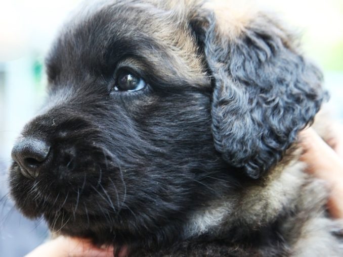 Germanischer Bärenhund - Rasseportrait mit Fotos