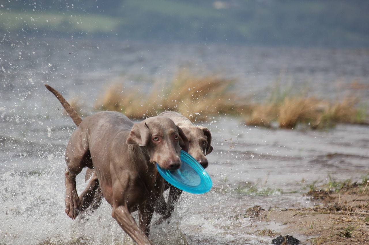 weimaraner jagdhund - hundemagazin.net