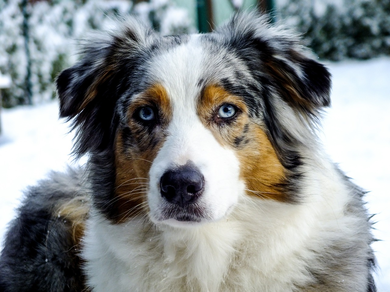 australian shepherd groß - hundemagazin.net