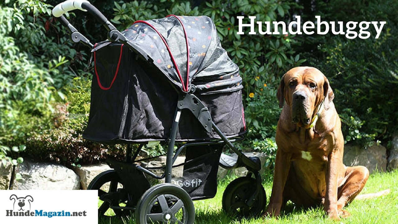 Hundebuggy Die besten Hundewagen im Vergleich 2017 / 2018